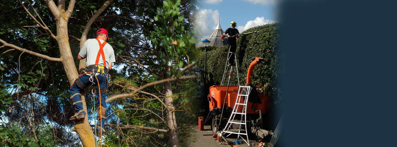 Tree Stump Removal – Local Tree Surgeon Near You in UK | Bag a Builder